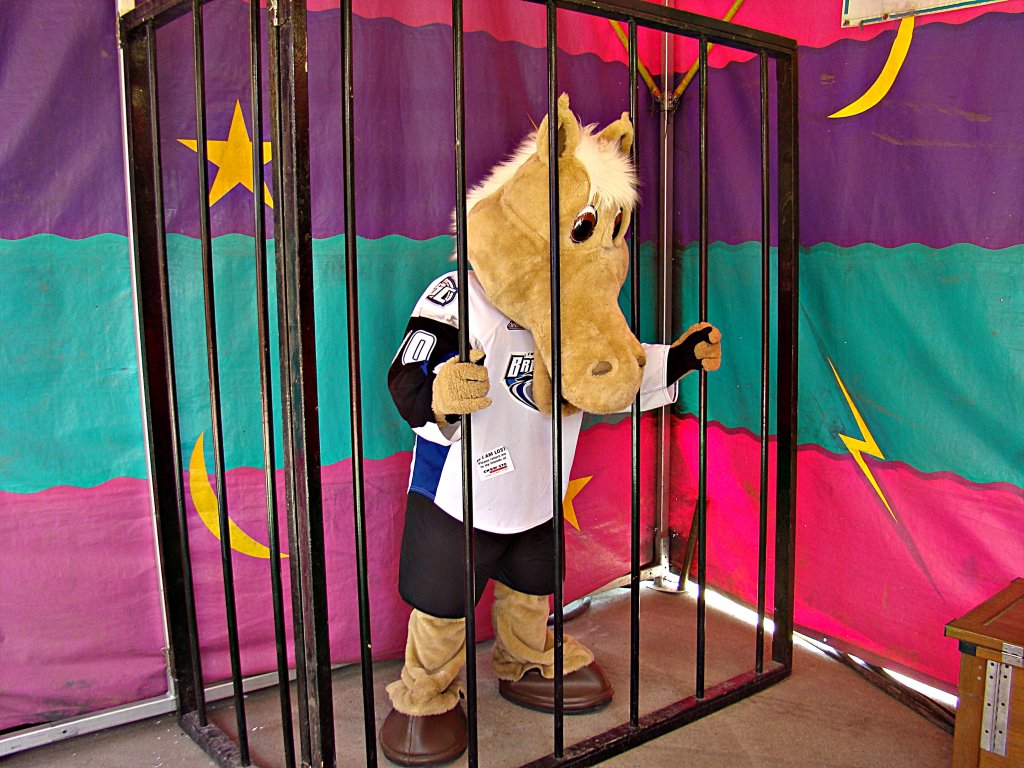 Charlie Horse At Frontier Days - Swift Current Broncos