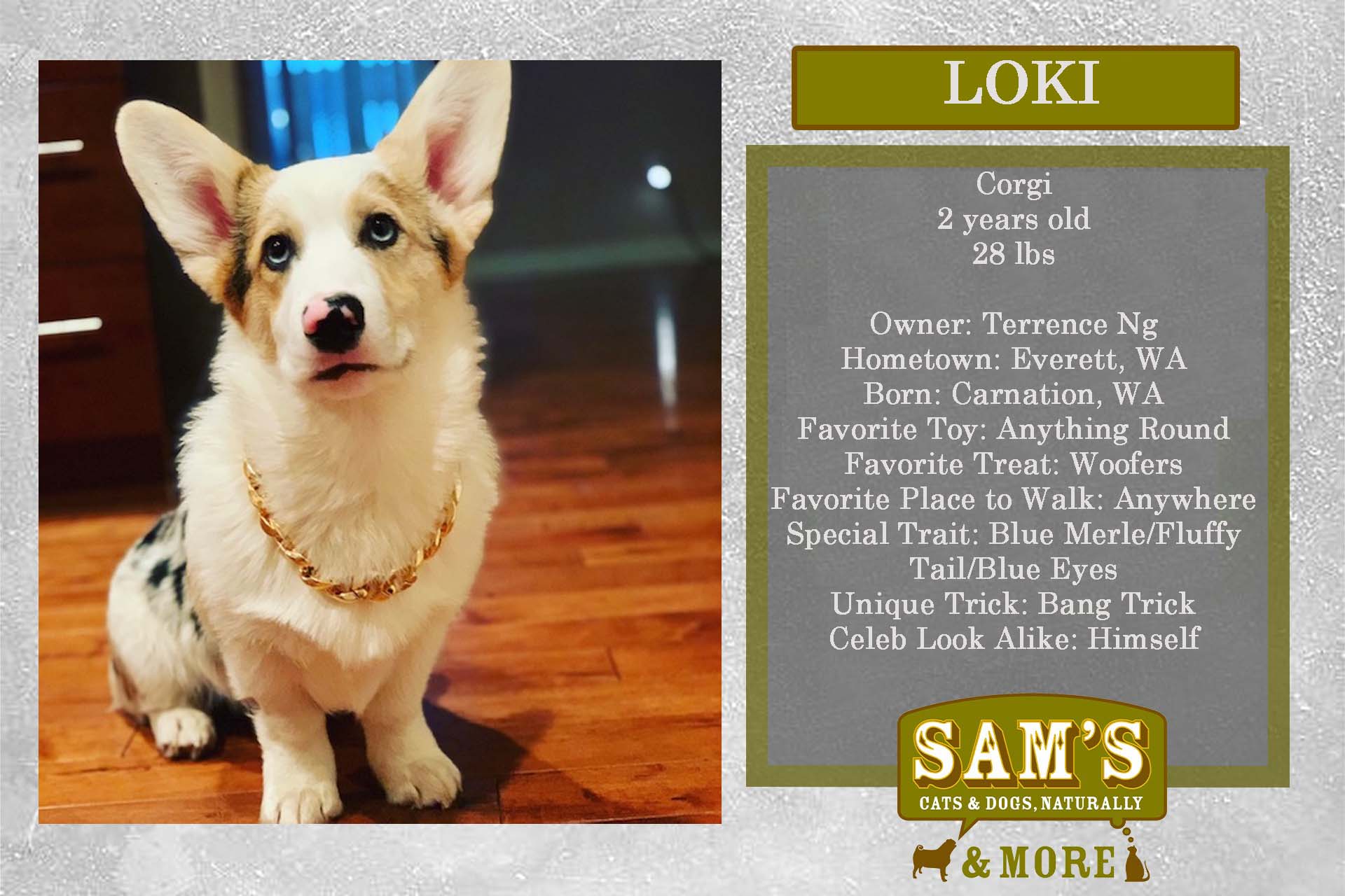 SAM'S GREAT SMALL DOG RACE SERIES - Everett Silvertips